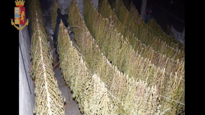 Maxi sequestro a Zerfaliu: 3 mila piante di canapa indiana e 450 kg di ...