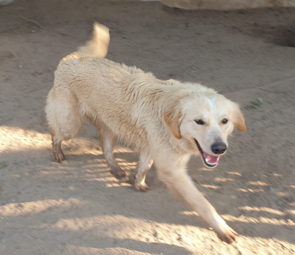 Adotta un cane dal canile di Cagliari: la protettiva Parvo cerca ...