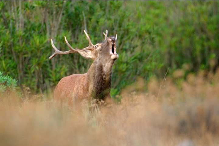 Censimento del cervo sardo nella riserva WWF di Monte Arcosu - Casteddu ...