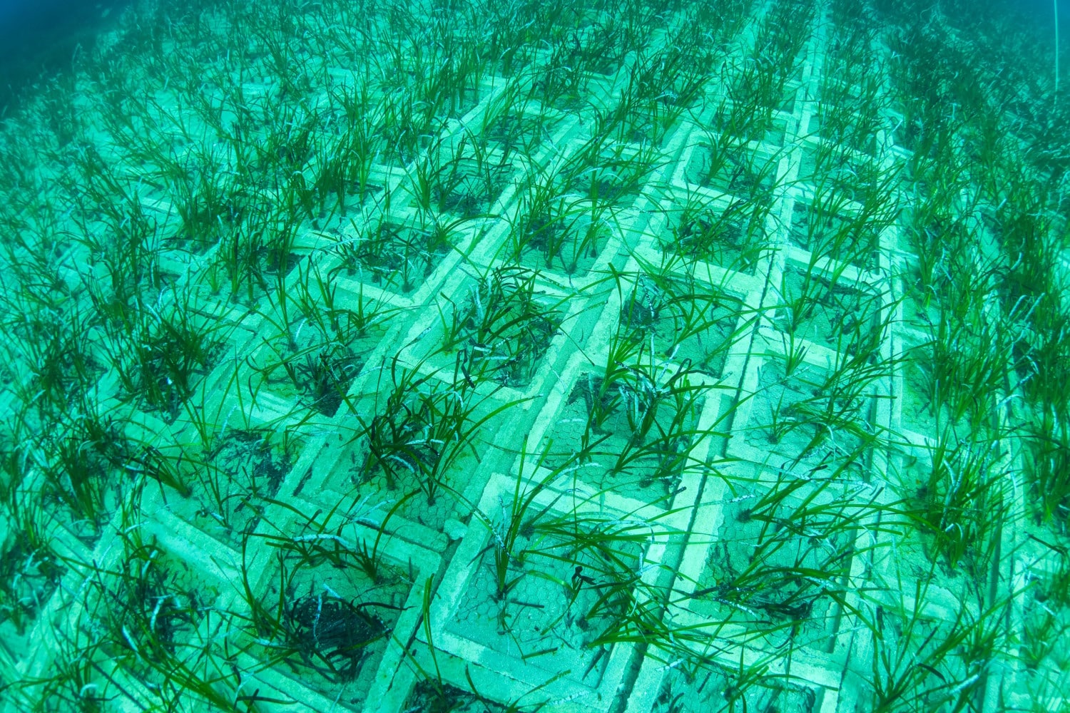 Posidonia oceanica: nuova vita sul fondale sardo con il progetto ...
