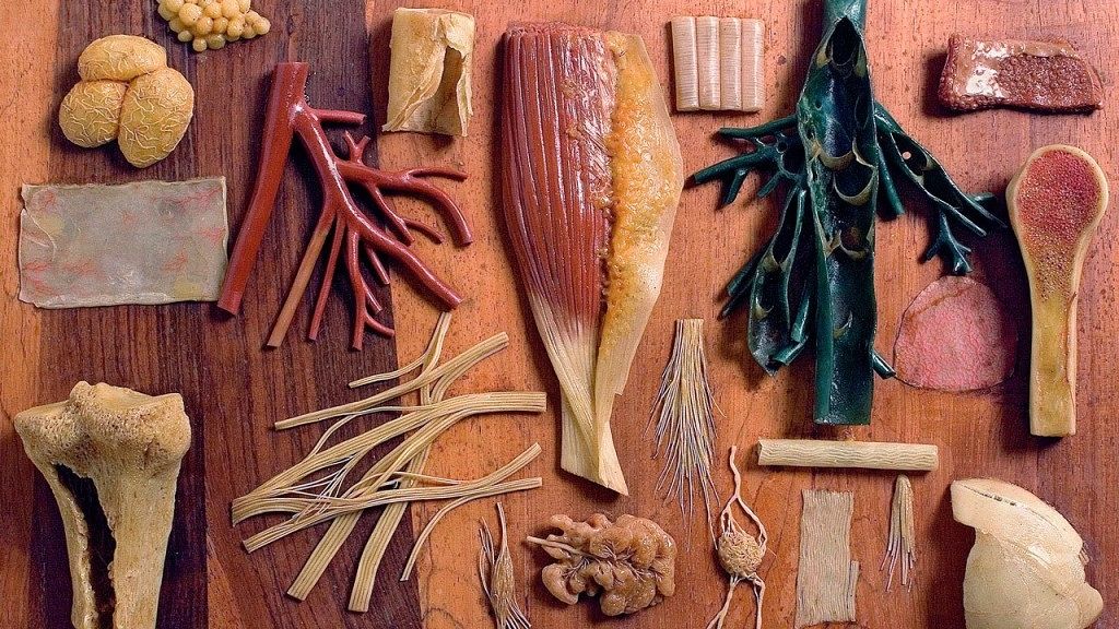 Le immagini delle cere del Susini per la prima volta all' estero ...