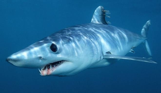 Psicosi squali in Sardegna: ecco le specie presenti nel nostro mare ...