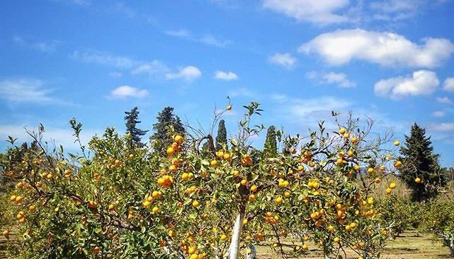 Agrumeti Aperti, a Muravera tour guidati alla scoperta dei giardini di ...