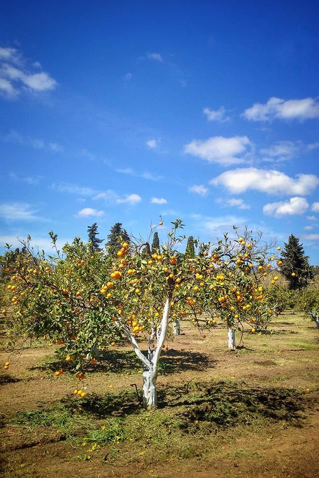 Agrumeti Aperti, a Muravera tour guidati alla scoperta dei giardini di ...