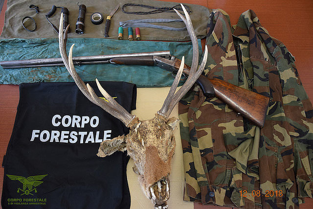 Villaspeciosa, preso il bracconiere: in casa con la testa di un cervo ...